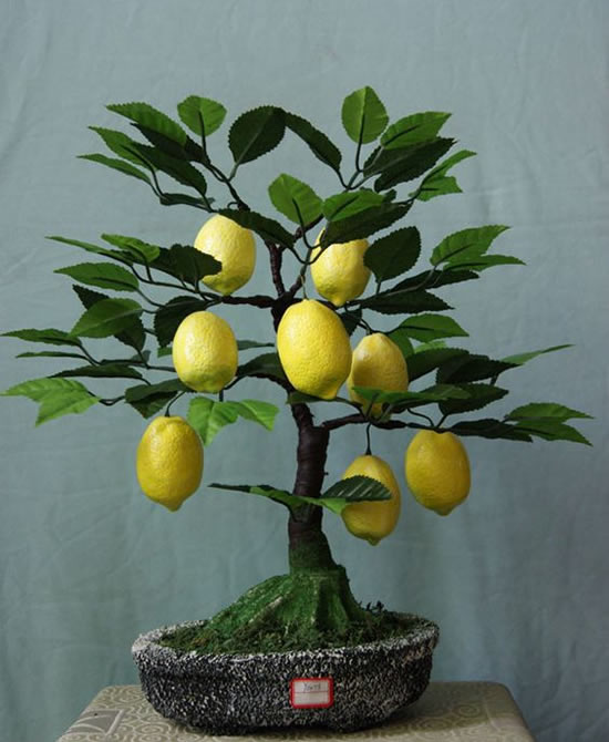 How to Identify Authentic Bonsai Fruit Trees | My desired home
