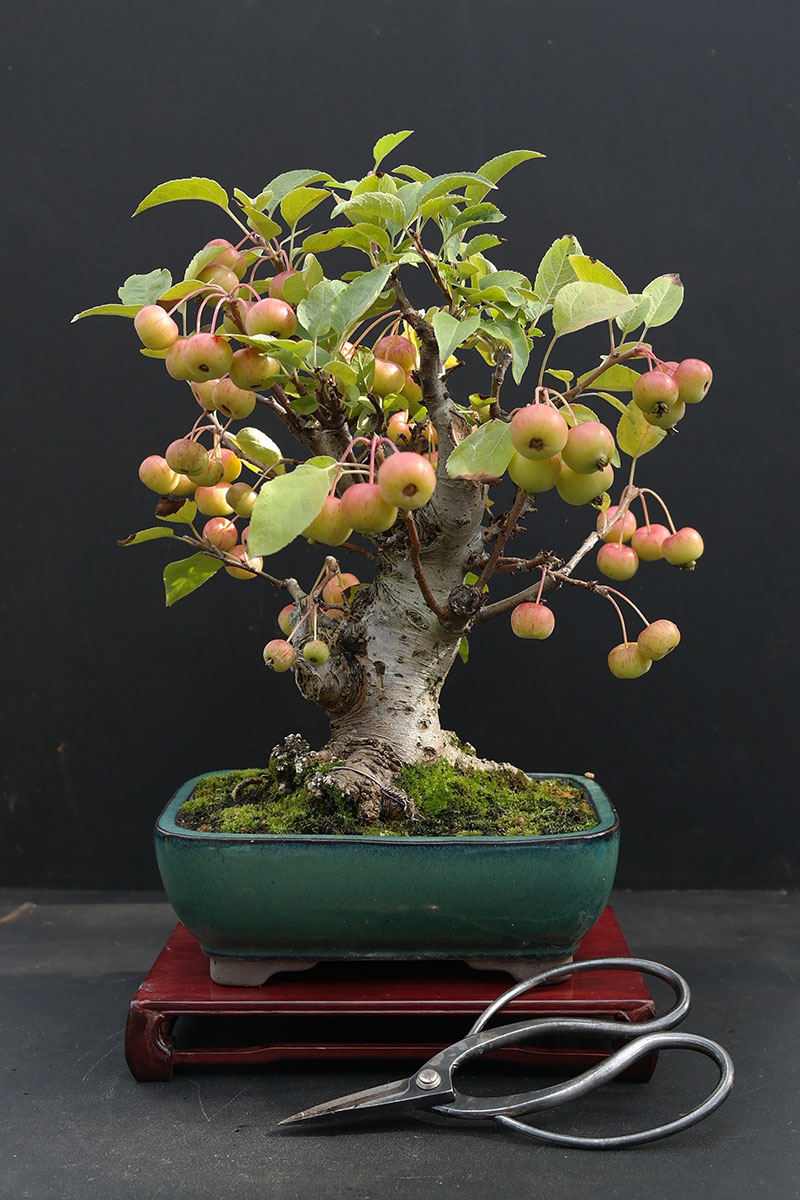 How to Identify Authentic Bonsai Fruit Trees | My desired home