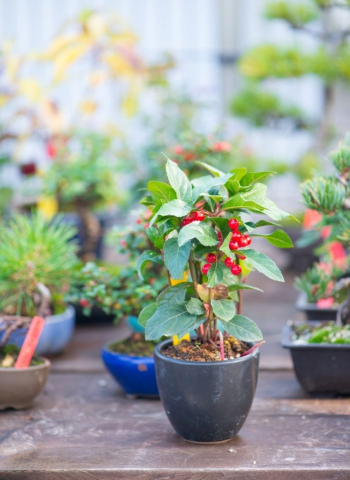 How to Identify Authentic Bonsai Fruit Trees | My desired home