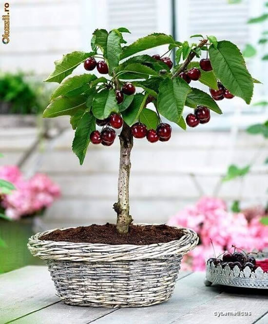 How to Identify Authentic Bonsai Fruit Trees | My desired home