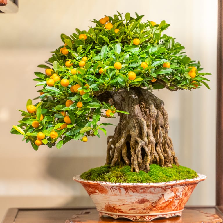 How to Identify Authentic Bonsai Fruit Trees | My desired home