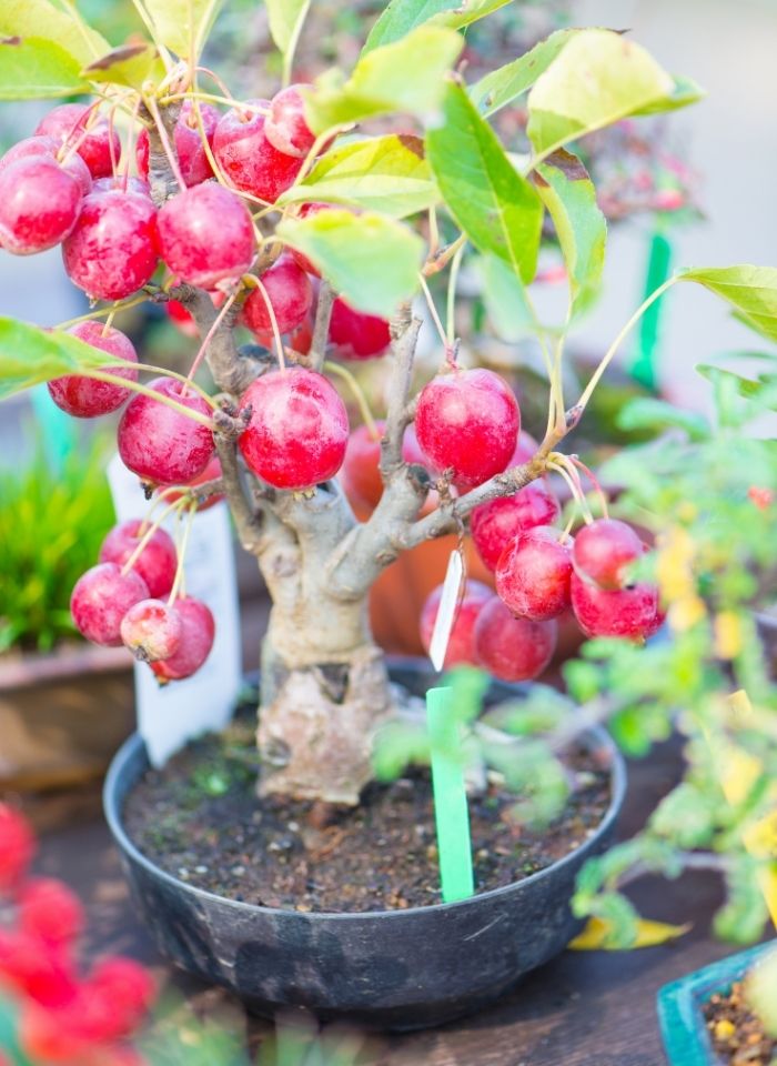 How to Identify Authentic Bonsai Fruit Trees | My desired home