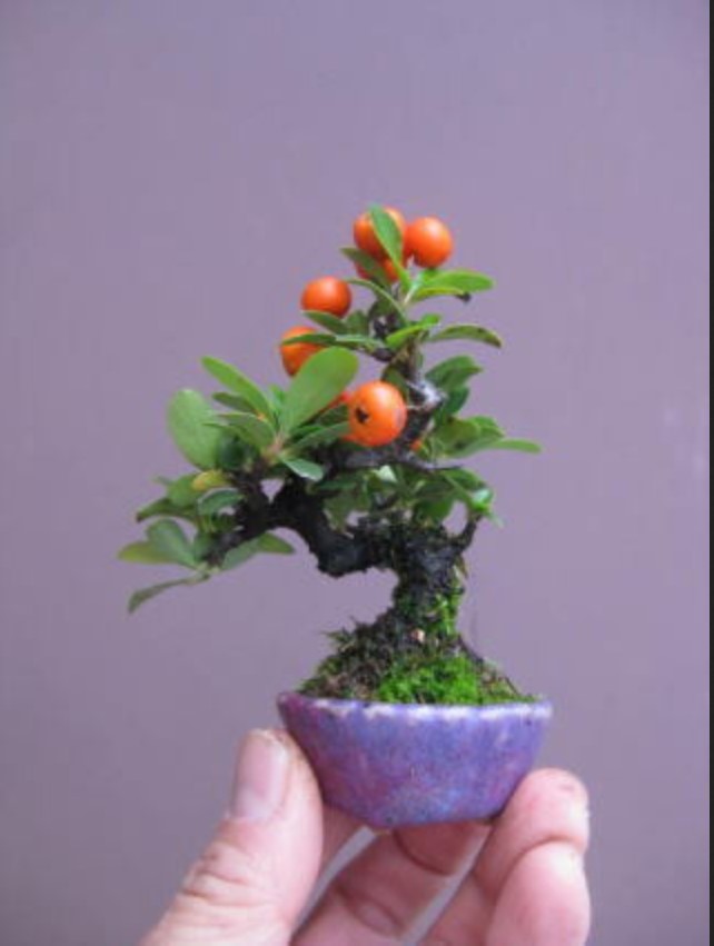 How to Identify Authentic Bonsai Fruit Trees | My desired home