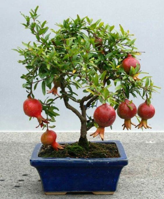How to Identify Authentic Bonsai Fruit Trees | My desired home