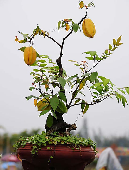 How to Identify Authentic Bonsai Fruit Trees | My desired home