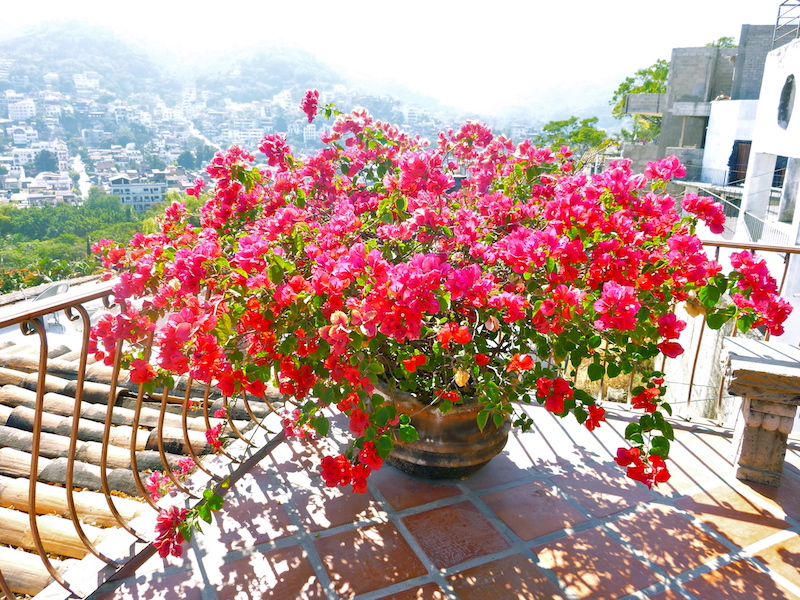 Bougainvillea in a pot: everything you need to know for grow this ...