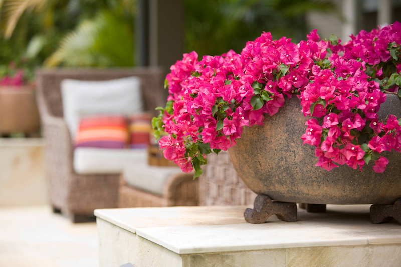 Bougainvillea in a pot: everything you need to know for grow this ...