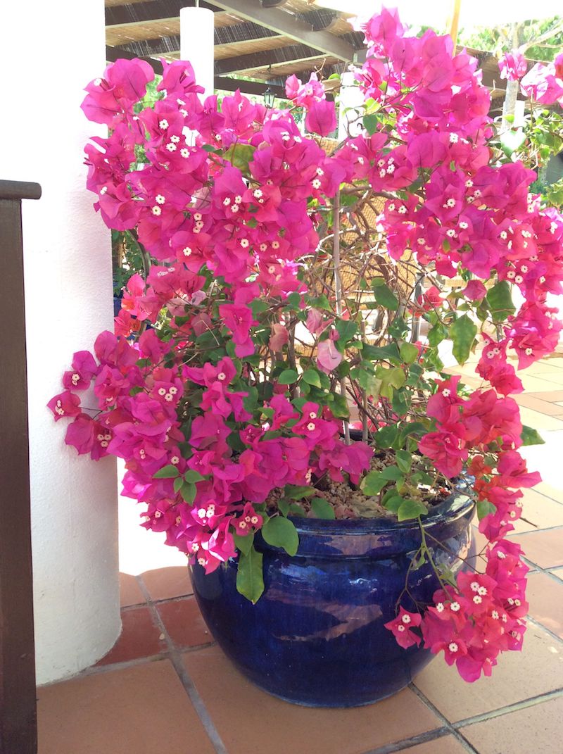 Bougainvillea in a pot: everything you need to know for grow this ...