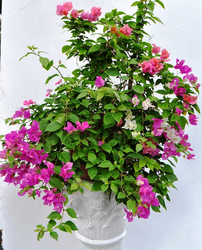 Bougainvillea in a pot: everything you need to know for grow this ...