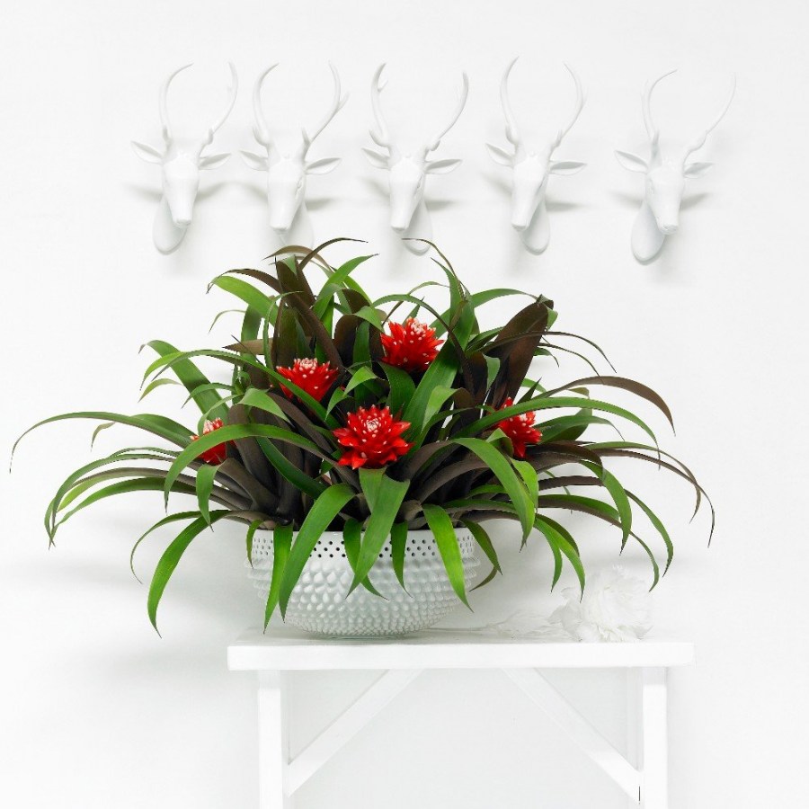 Bromeliad: A tropical, colorful plat for your pot and garden | My ...