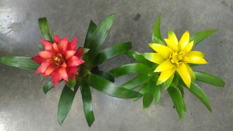 Bromeliad: A tropical, colorful plat for your pot and garden | My ...