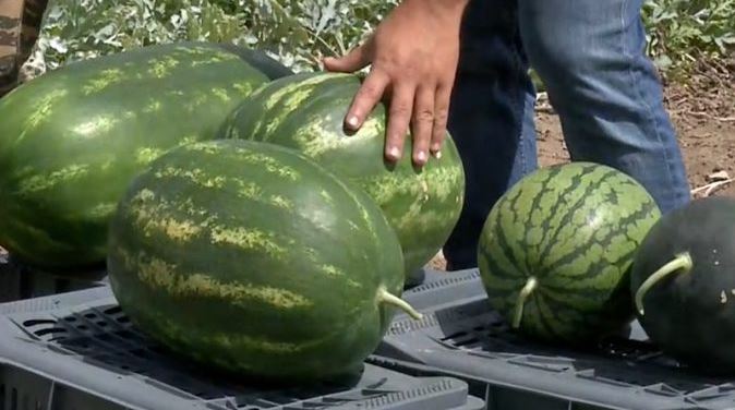 How to choose the best and most delicious watermelon | My desired home