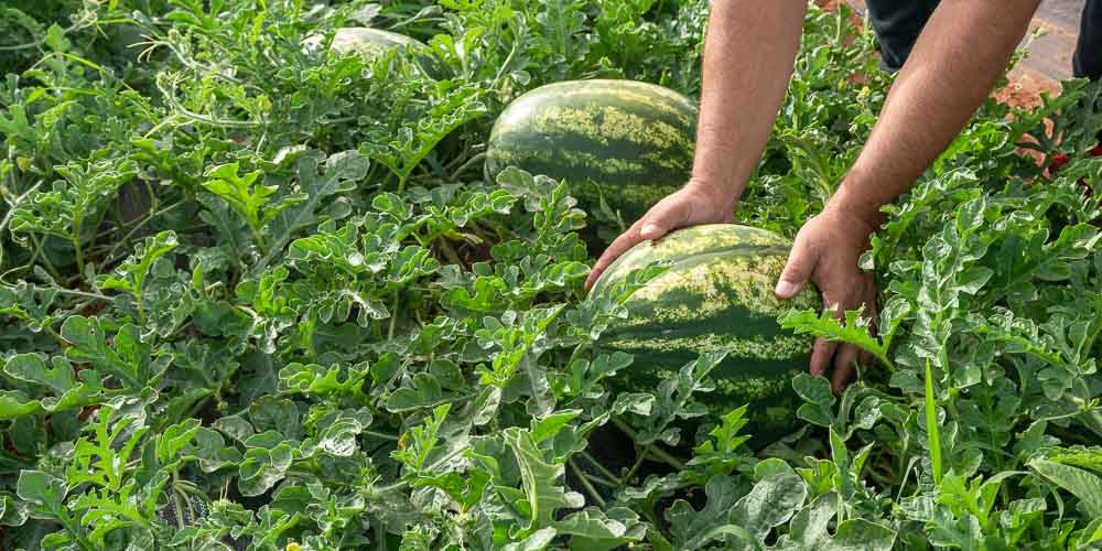 How to choose the best and most delicious watermelon | My desired home