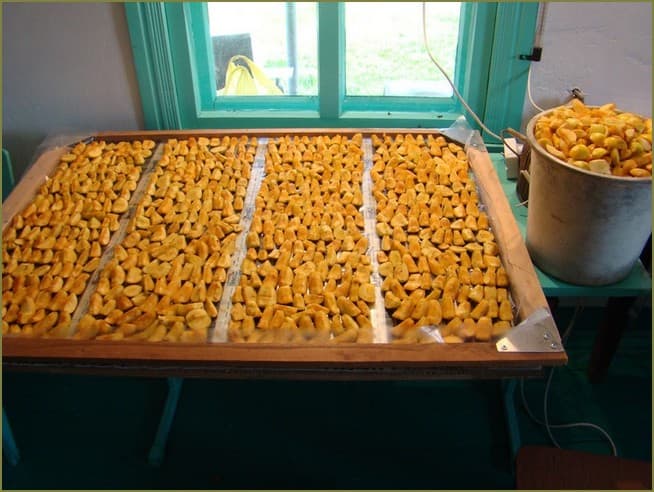 Sun-drying vegetables and fruits for long-term storage: 40 clever and ...