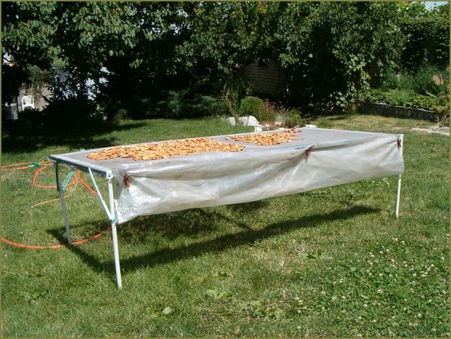 Sun-drying vegetables and fruits for long-term storage: 40 clever and ...