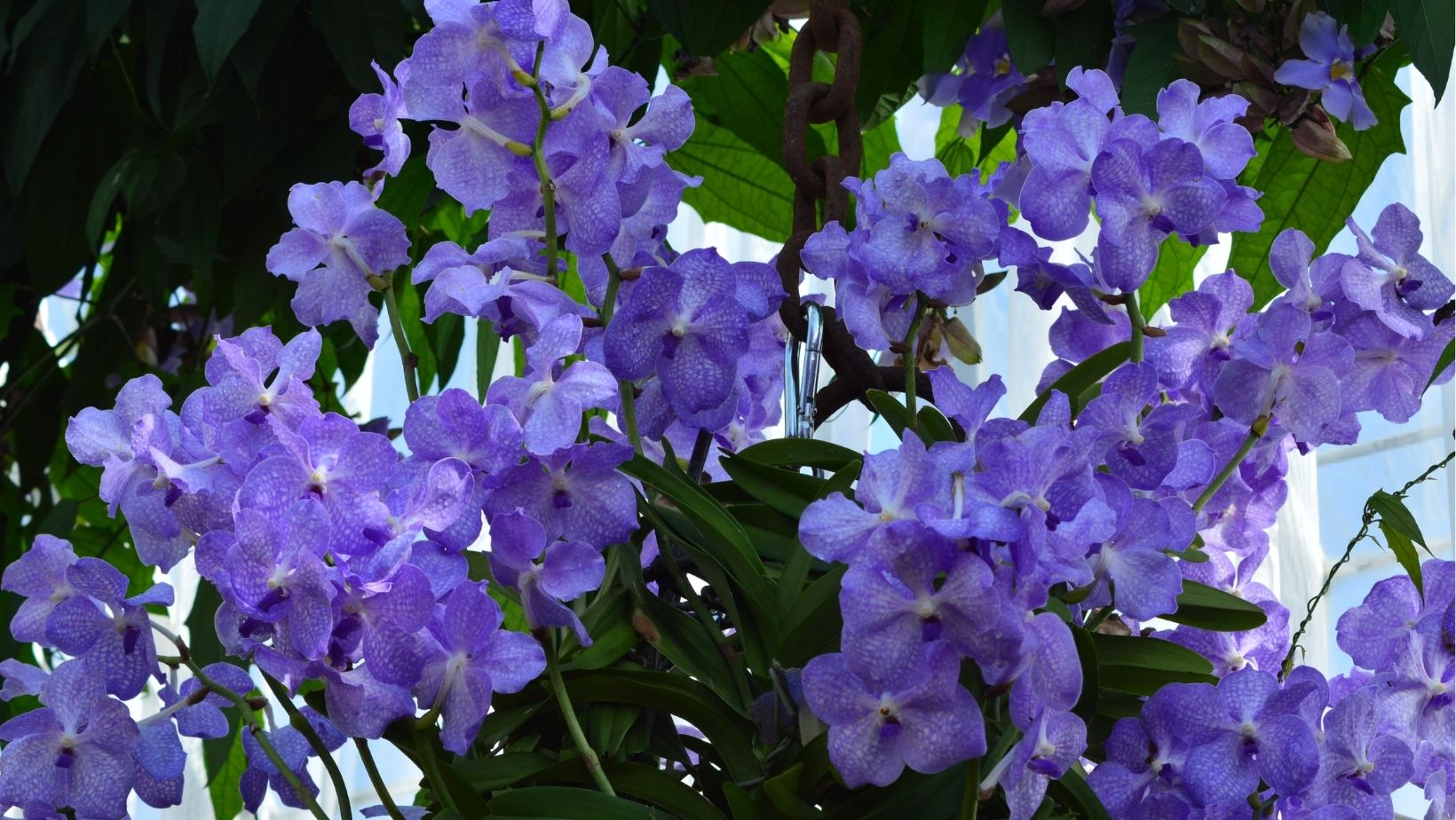 Vanda Coerulea: Outdoor orchid, colorful and fragrant, for a wonderful ...