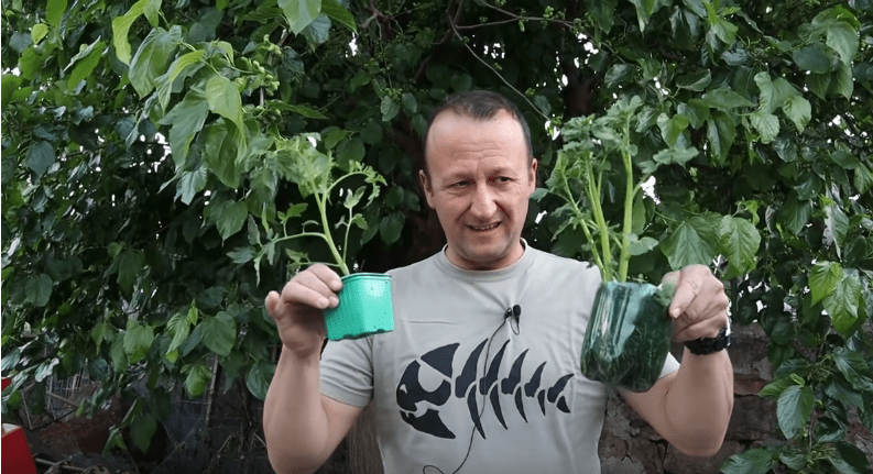 How to cross potatoes and tomatoes and get a double harvest on one bush ...