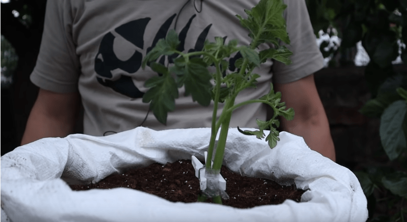 How to cross potatoes and tomatoes and get a double harvest on one bush ...