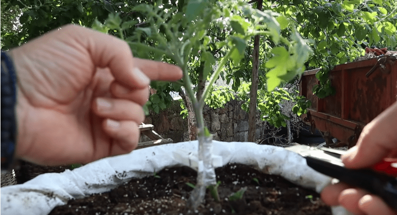 How to cross potatoes and tomatoes and get a double harvest on one bush ...