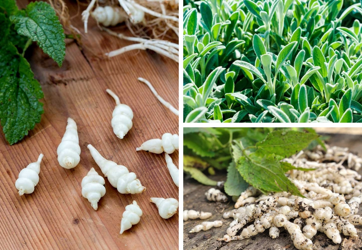 How to grow Crosnes: The chinese artichoke pearls in your vegetable ...