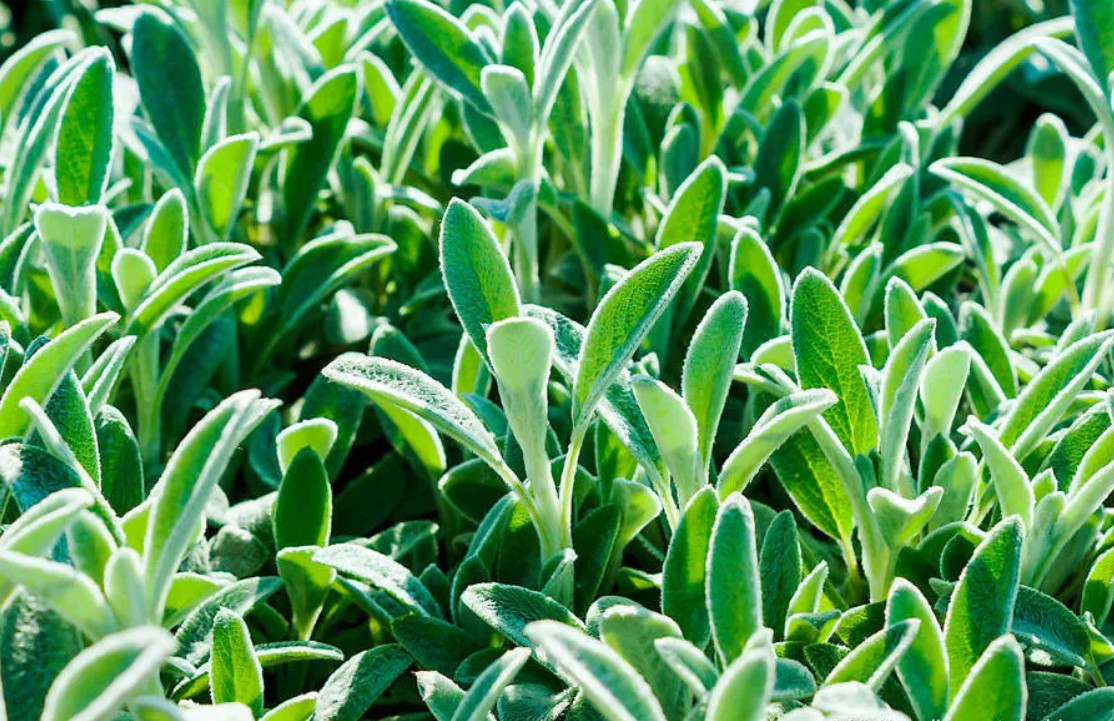 How to grow Crosnes: The chinese artichoke pearls in your vegetable ...
