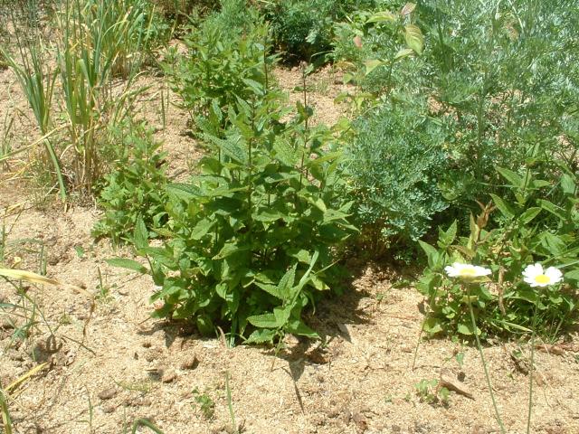 How to grow Crosnes: The chinese artichoke pearls in your vegetable ...