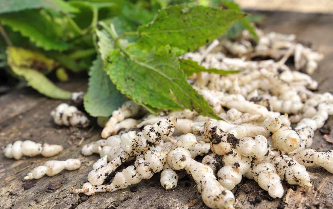 How to grow Crosnes: The chinese artichoke pearls in your vegetable ...