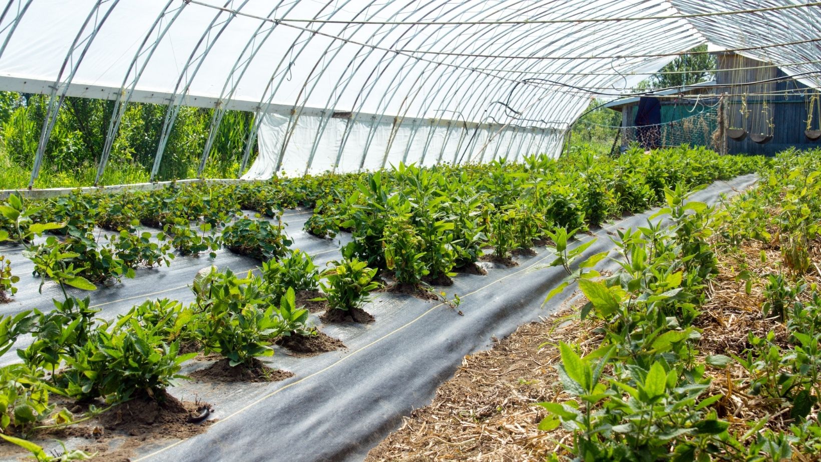 How to grow Crosnes: The chinese artichoke pearls in your vegetable ...