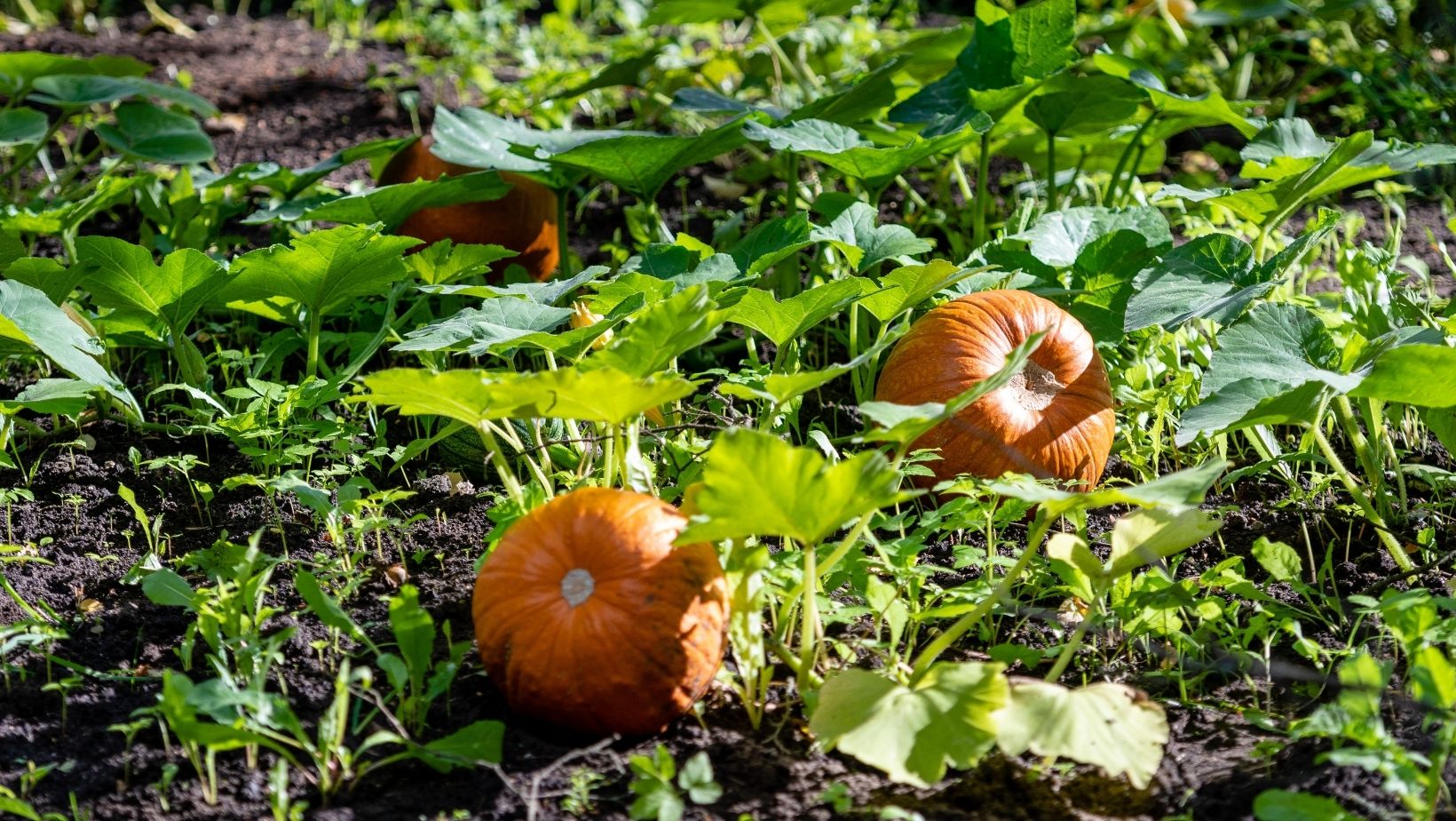 Pumpkin gardening secrets - How to grow tasty and large pumpkins in ...