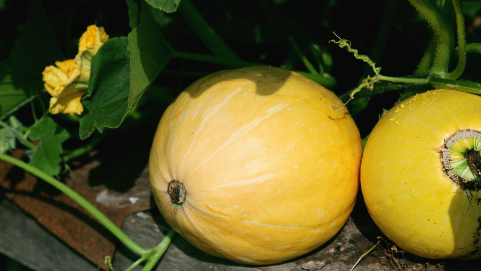 Pumpkin gardening secrets - How to grow tasty and large pumpkins in ...