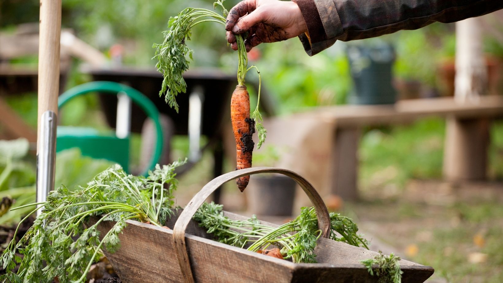 Benefits of Organic Gardening and Top Tips | My desired home