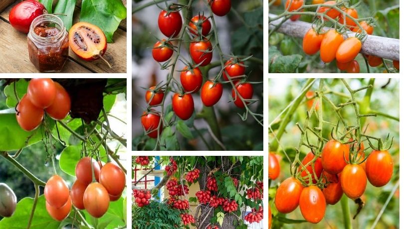 Tamarillo, the exotic tomato tree in your pot and garden | My desired home