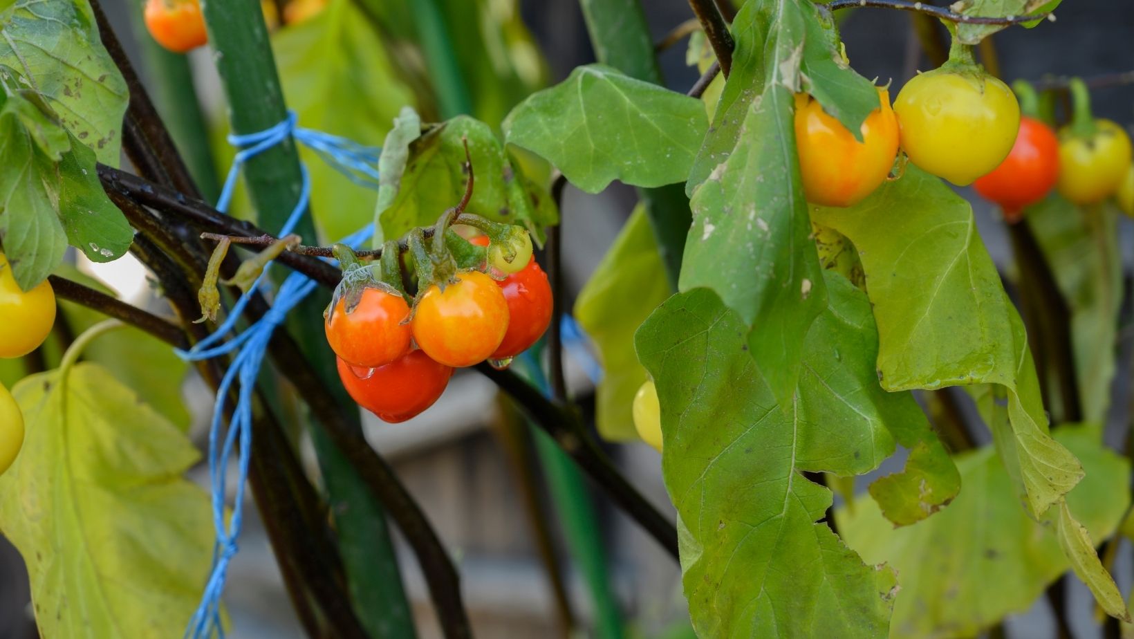 Tamarillo, the exotic tomato tree in your pot and garden | My desired home