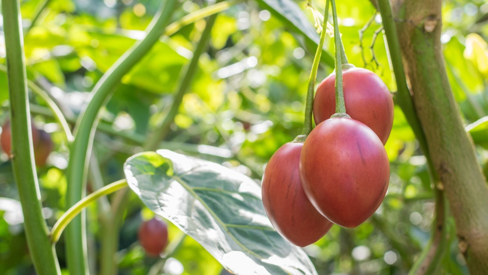Tamarillo, the exotic tomato tree in your pot and garden | My desired home