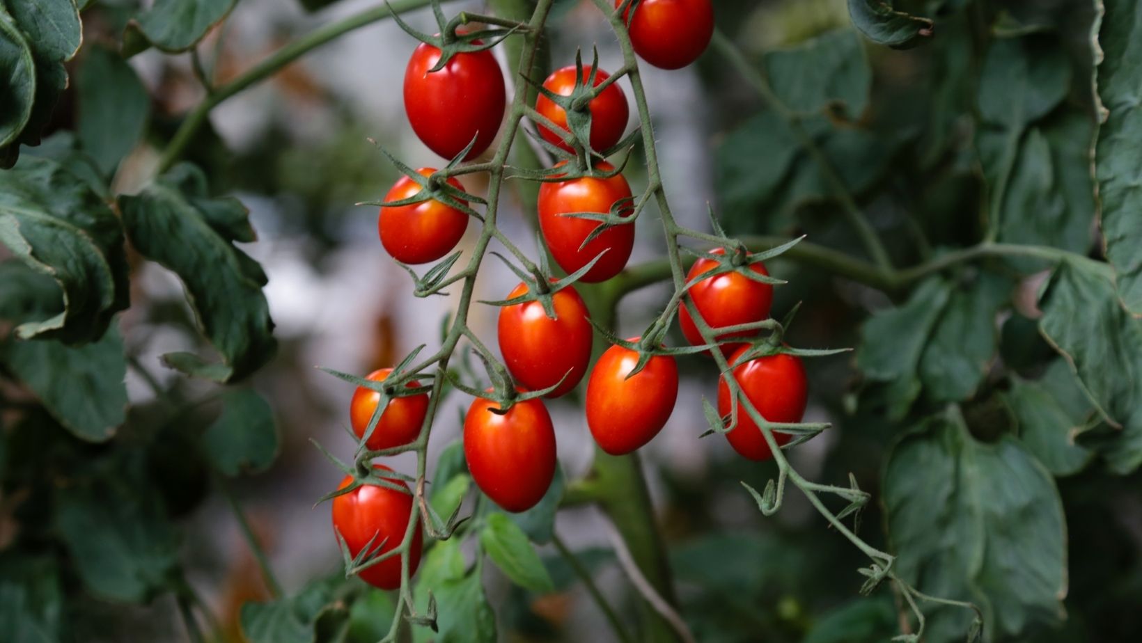 Tamarillo, the exotic tomato tree in your pot and garden | My desired home