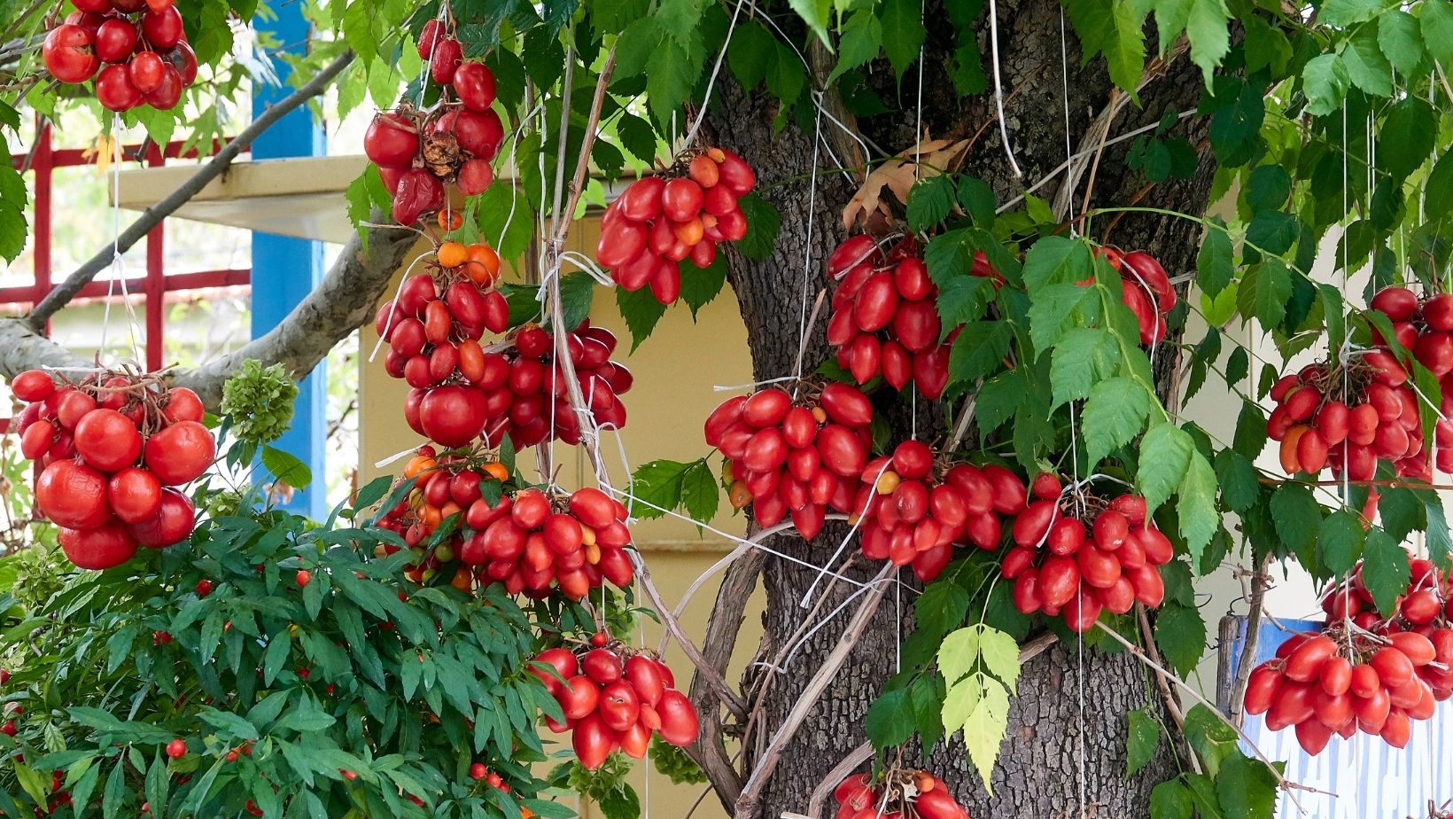 Tamarillo, the exotic tomato tree in your pot and garden | My desired home