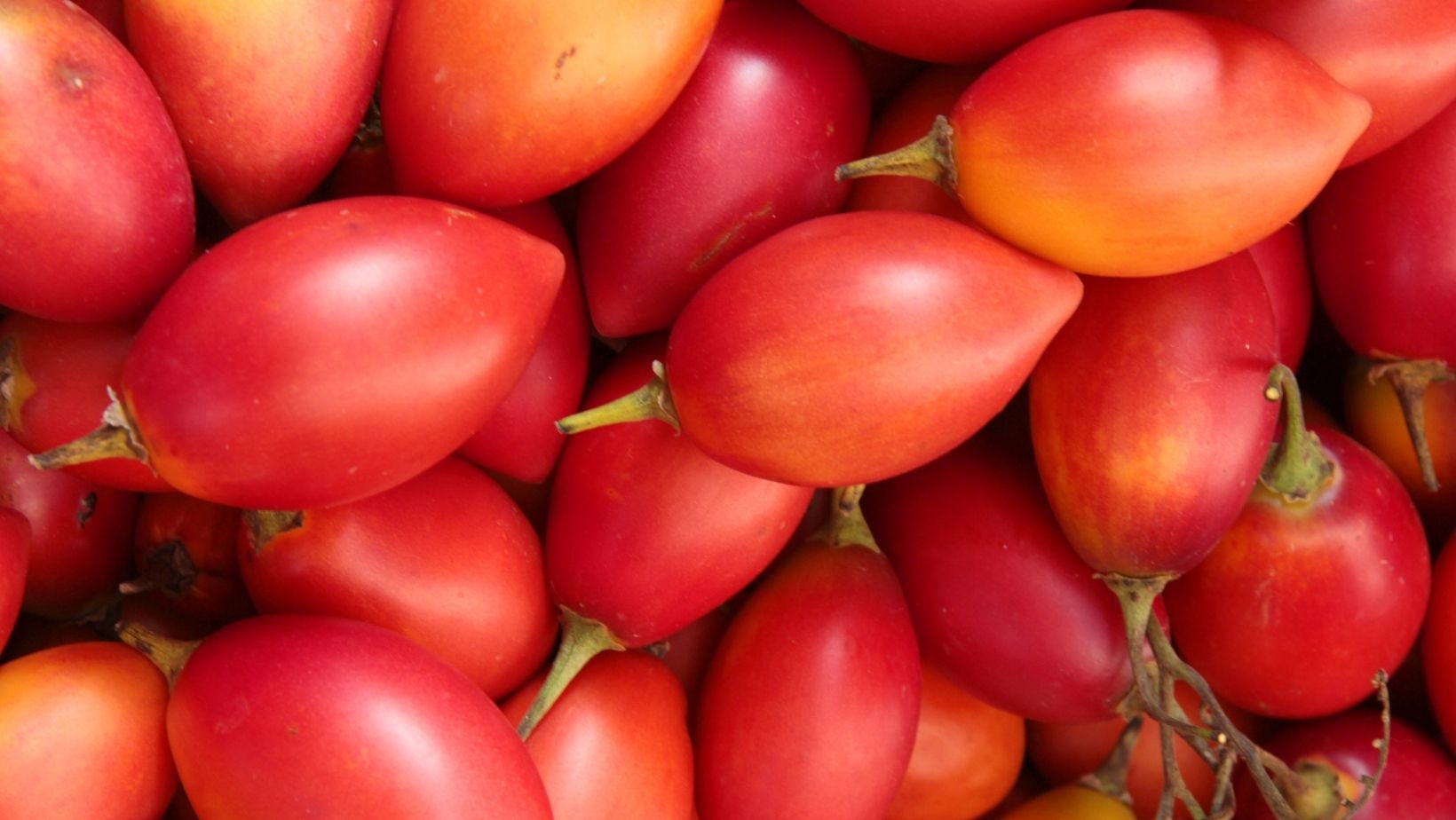 Tamarillo, the exotic tomato tree in your pot and garden | My desired home