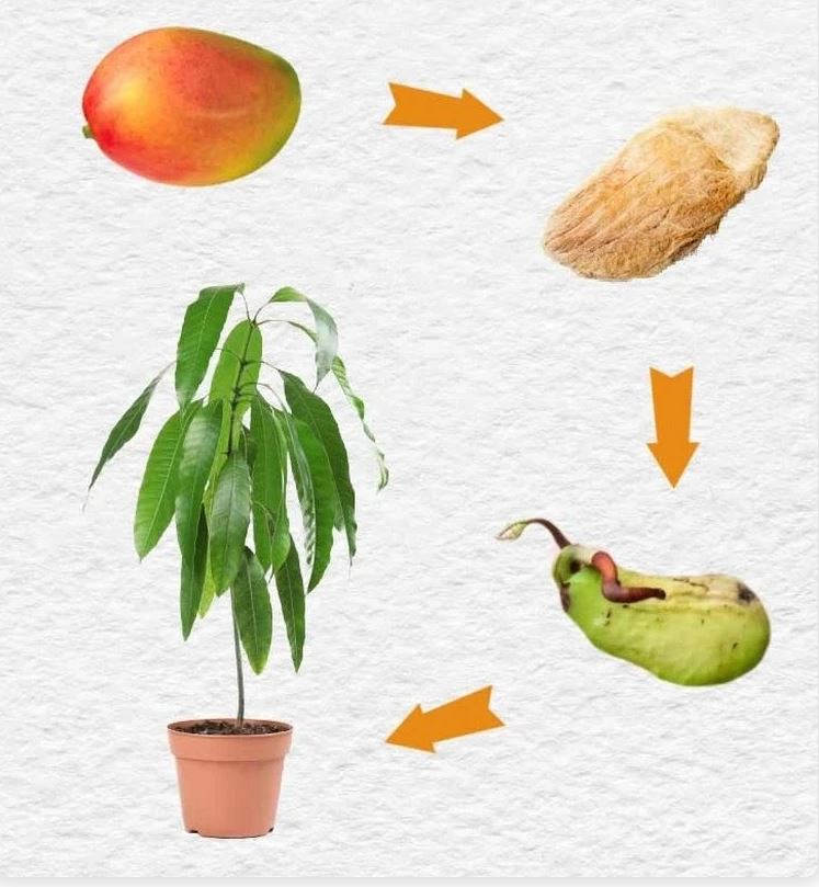 How can you grow mango yourself in your garden? Instructions for ...