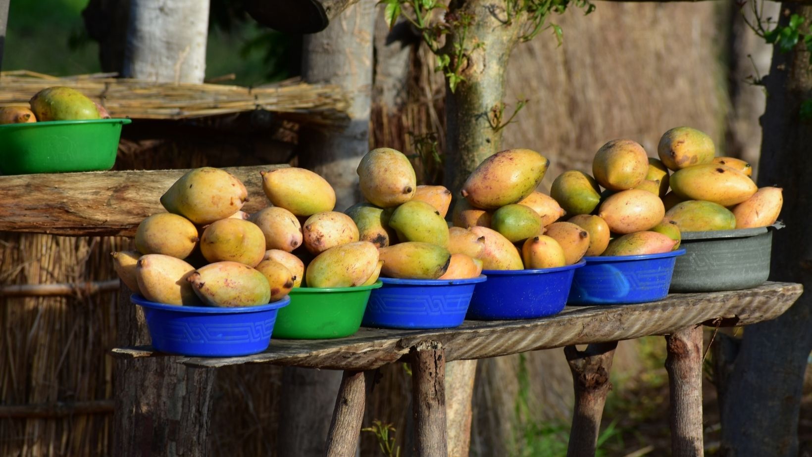 How can you grow mango yourself in your garden? Instructions for ...