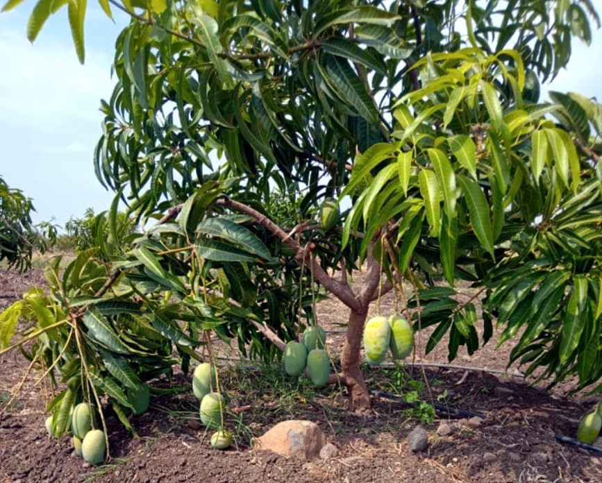 How can you grow mango yourself in your garden? Instructions for ...