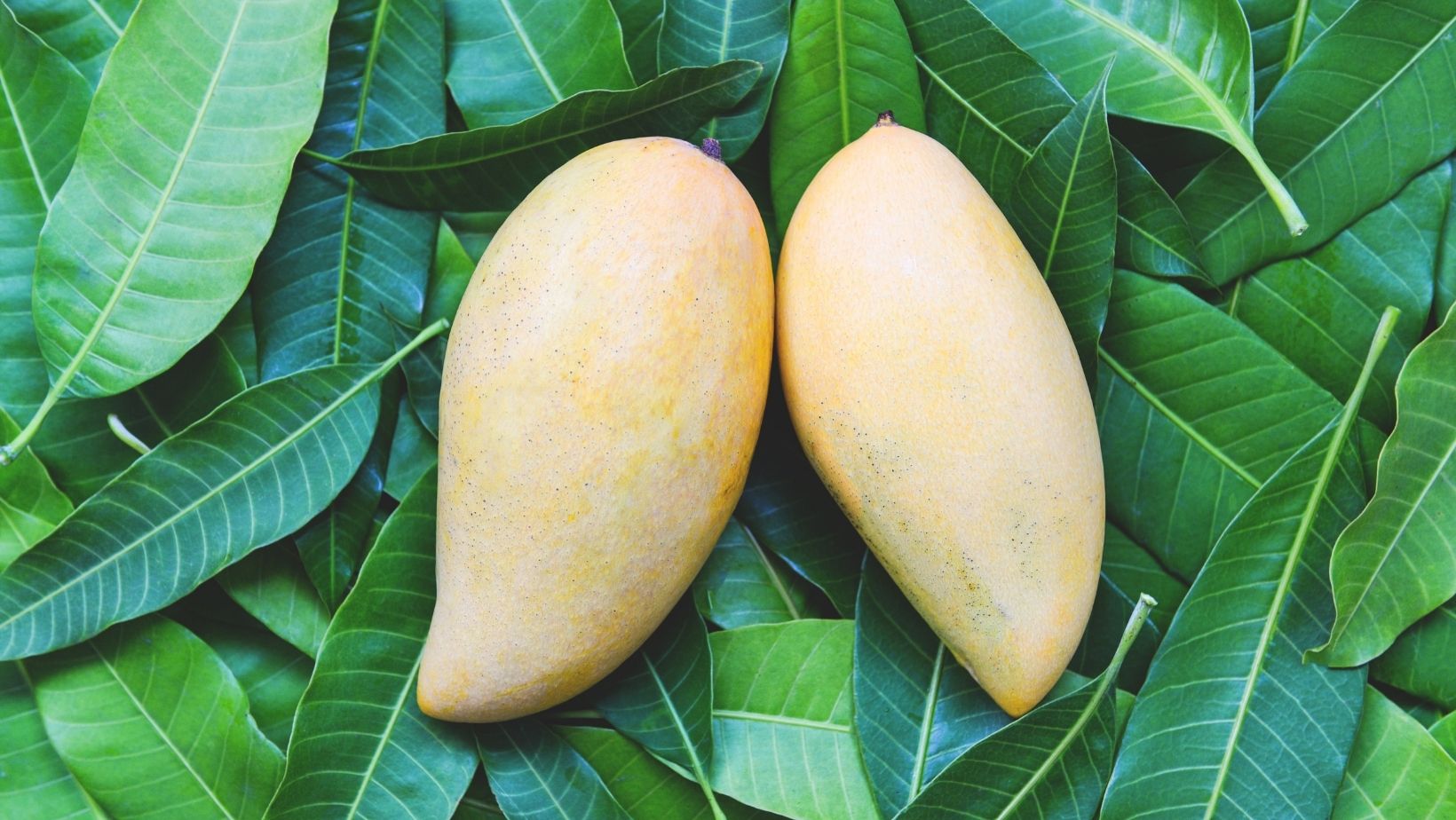 How can you grow mango yourself in your garden? Instructions for ...