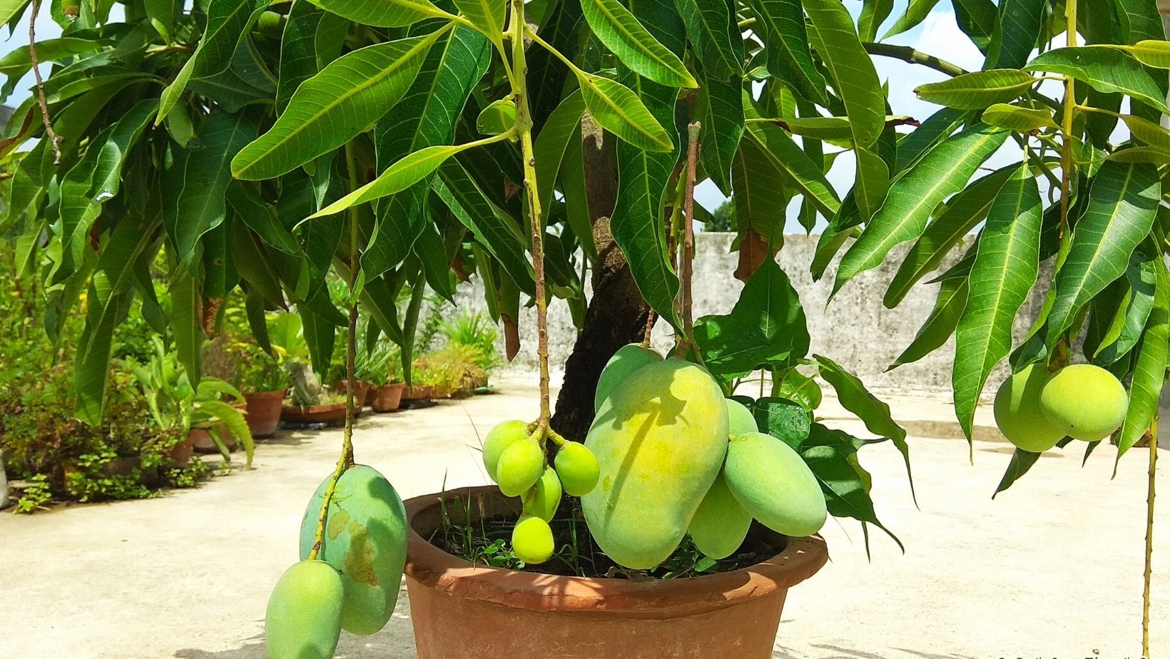 How can you grow mango yourself in your garden? Instructions for ...