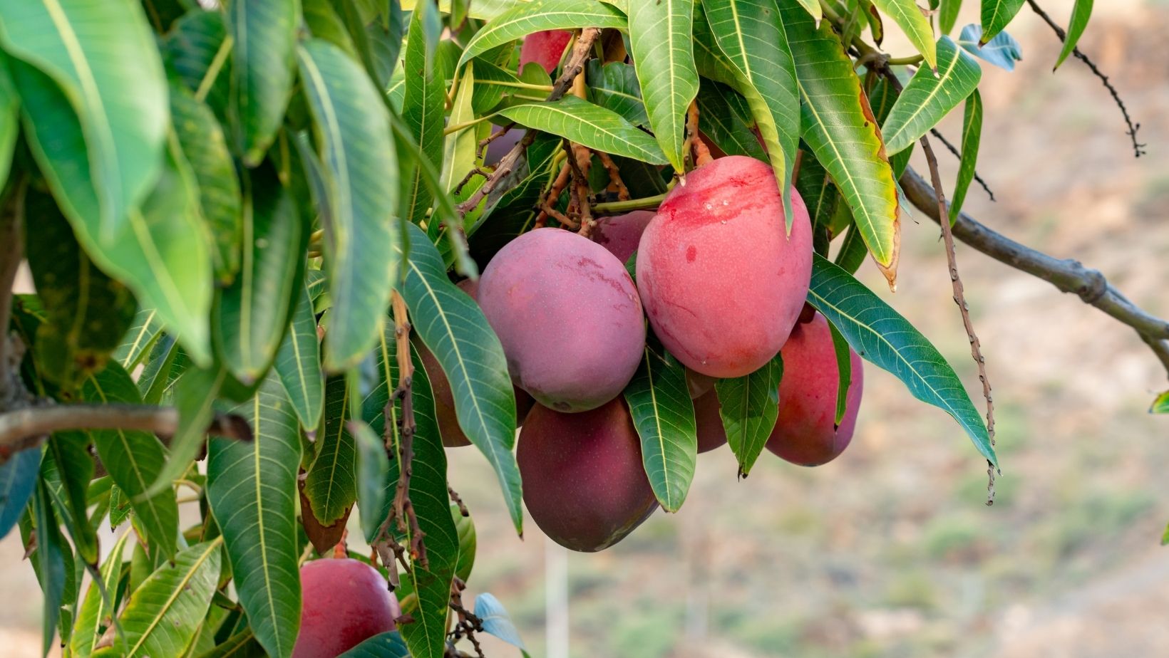 How can you grow mango yourself in your garden? Instructions for ...