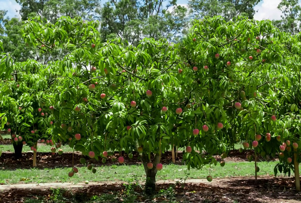 How can you grow mango yourself in your garden? Instructions for ...