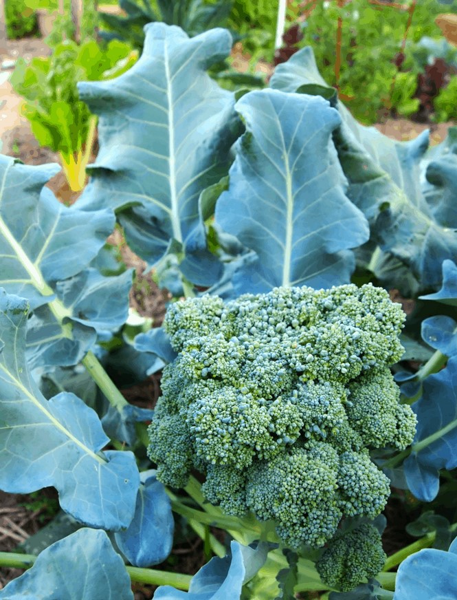 9 secrets for planting and growing cauliflower in your garden | My ...