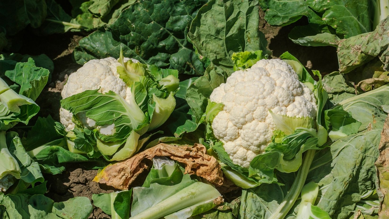 9 secrets for planting and growing cauliflower in your garden | My ...