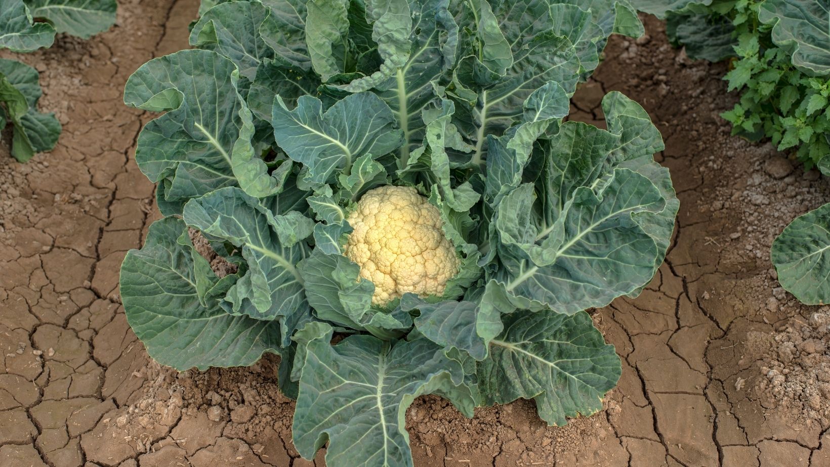 9 secrets for planting and growing cauliflower in your garden | My ...