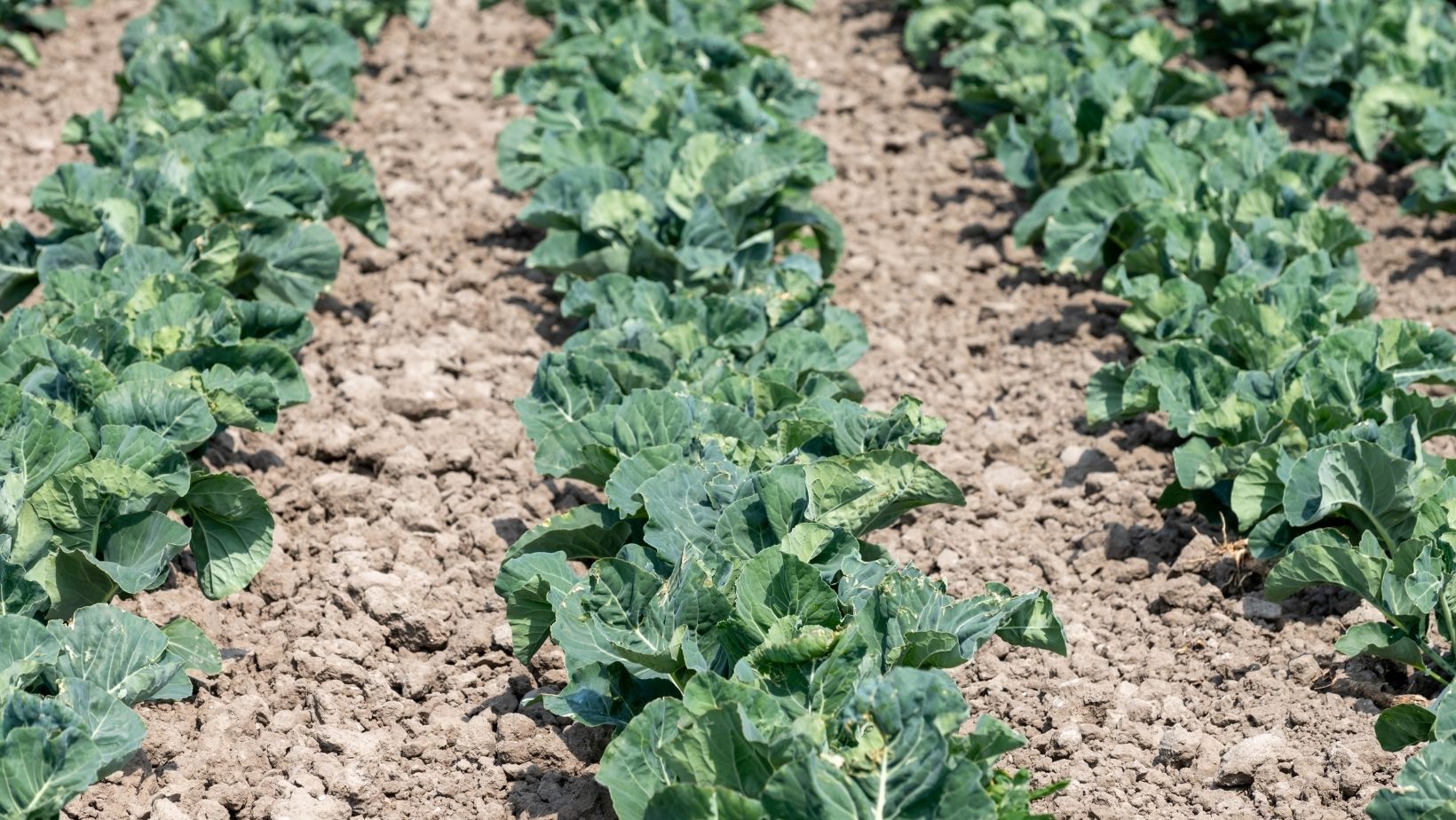 9 secrets for planting and growing cauliflower in your garden | My ...