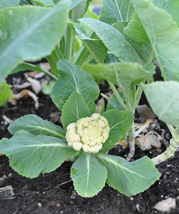 9 secrets for planting and growing cauliflower in your garden | My ...