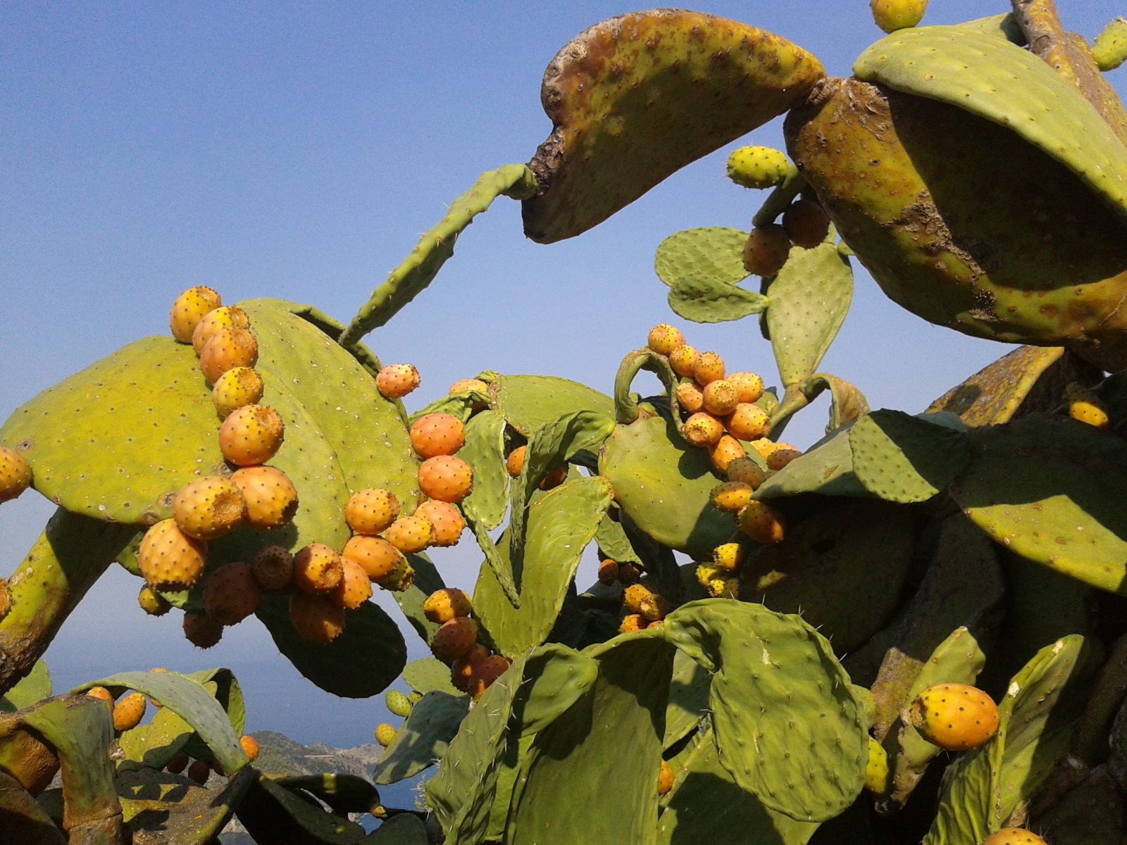 10 secrets for growing prickly pear in your garden | My desired home